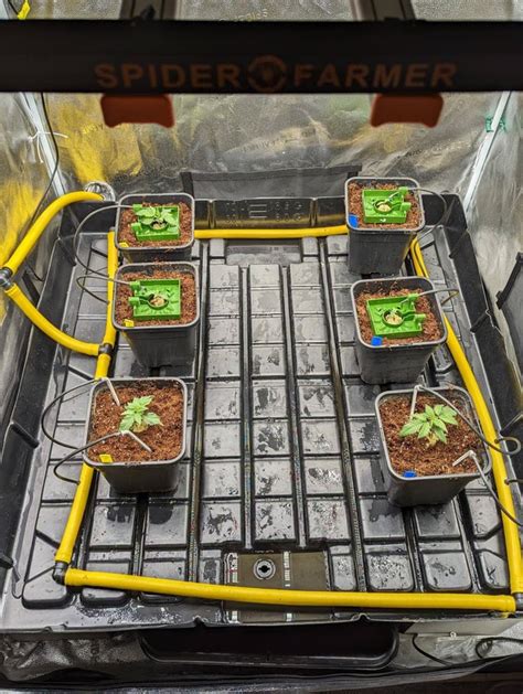 66 Popped And In A Clean Tent To Veg Then To Sex At Node 4 R 66 Popped And In A Clean Tent To Veg Then To Sex At Node 4 R