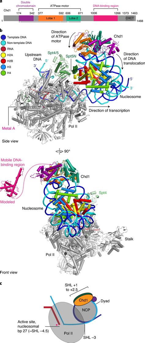 Pol Ii−spt45−nucleosome−chd1 Structure A Chd1 Domain Architecture