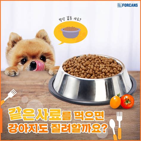 포켄스 뚀뚀 뚁같은 사료야 ʕ •̀ O •́ ʔ 주잉님은 나한테 애정이 없어 라고 들리는게