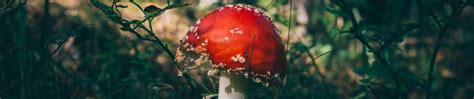 Mushroom Classification Kaggle