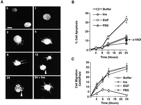 Migratory Cells Are Protected From Apoptosis During Invasion Of 3 D