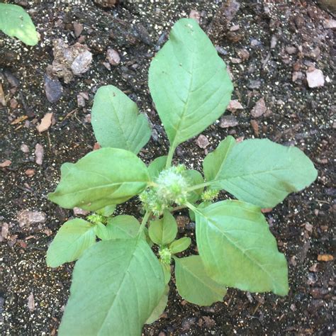 Crops 2 Instance Segmentation Dataset And Pre Trained Model By 4weed