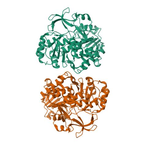 Rcsb Pdb 9g79 Cryo Em Structure Of Acetyl Coenzyme A Synthetase Acsa Dimer