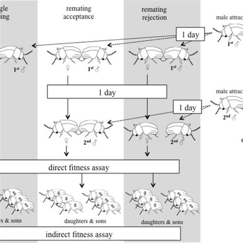 Experimental Procedure Of The Direct And Indirect Benefits Assay A Download Scientific Diagram