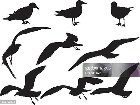 Bird Flying Sequence Photos And Premium High Res Pictures Getty Images