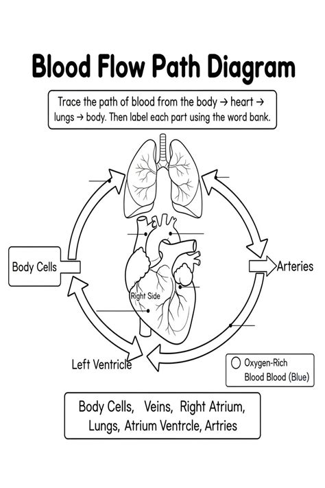 Circulatory System Diagram Worksheets Free Image And Pdf Printables
