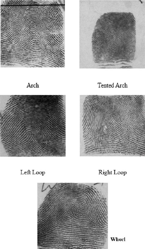 Figure 1 From Fingerprint Pattern Classification By Using Various Pre