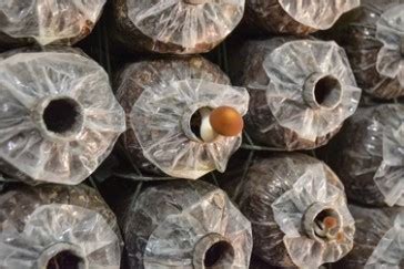 Mushroom Grain Spawn Mushroom Lifeasible