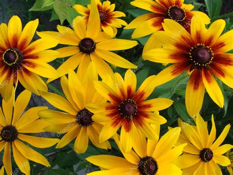 Многолетние цветы для дачи фото с названиями