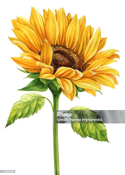 해바라기 수채화 녹색 잎과 노란색 꽃 여름 손으로 그린 식물 디자인 고립 된 배경 예술에 대한 스톡 벡터 아트 및 기타 이미지 예술 해바라기 0명 Istock