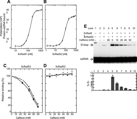 Effect Of Caffeine On Ssdna Binding And D Loop Activity A Download Scientific Diagram