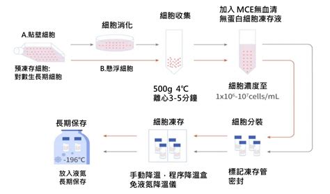 5分鐘帶您了解細胞培養的三大步驟—復甦、傳代、凍存 宏虹電子科技有限公司 台灣虹科
