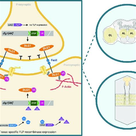 The Conditional Marker Dlg1 4k Enables Cell Specific Labeling And