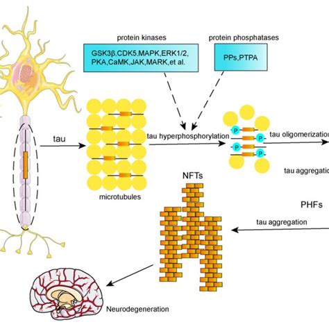 Schematic Representation Of Tau Phosphorylation And Formation Of Nfts