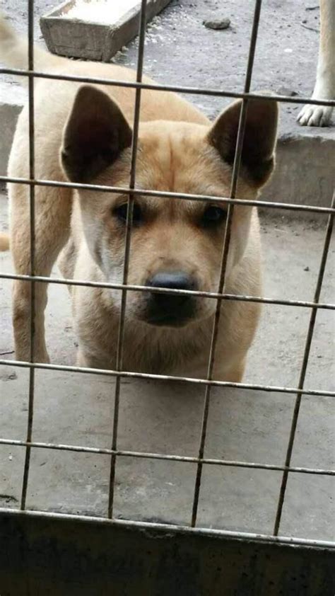 土黃狗非常的土狗 每日頭條