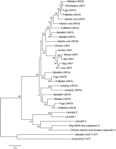 The Numbers For The Interior Branches Refer To The Bootstrap Values Download Scientific Diagram