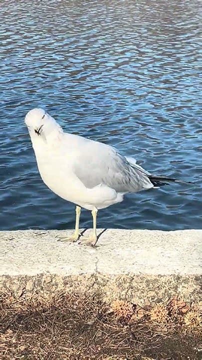 Can You Draw This Guy On Sketchpad While Watching Youtube