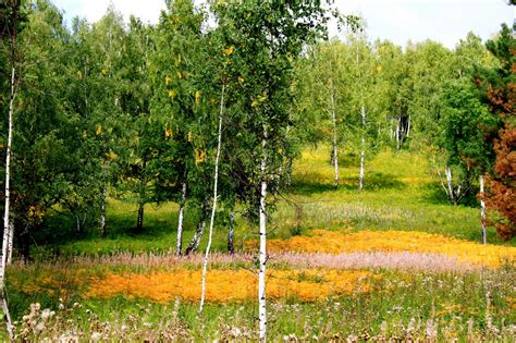 Forests Trees Grass Hd Wallpaper Rare Gallery