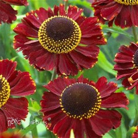 Ruby Tuesday Sneezeweed New Garden Plants