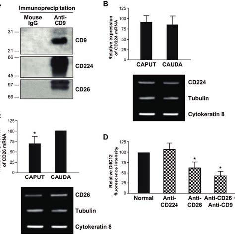 A Cd9 Positive Microvesicles Dilc12 Labeled Molecule Localization On