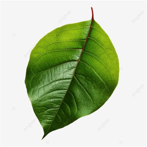 나뭇잎 나뭇잎 녹색 나뭇잎 투명 잎 잎사귀 리프 Png 일러스트 및 이미지 에 대한 무료 다운로드 Pngtree