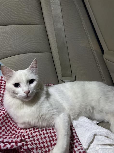 قطو ابيض بالكامل ذكر عمره سنه ونص نوعه شيرازي على امريكي