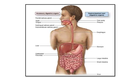 F Digestive System Slide Show Ppt Slides Ppt