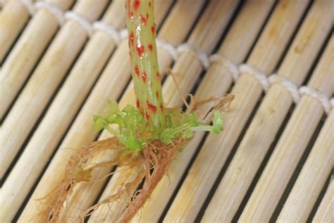 How To Grow Begonia Rex From Cuttings