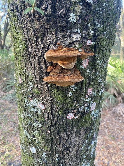 Ganoderma Zonatum From Lettuce Lake Conservation Park Tampa Fl Us On October 04 2022 At 05