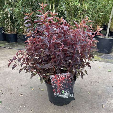 Физокарпус (пузыреплодник) калинолистный: уход и выращивание растения