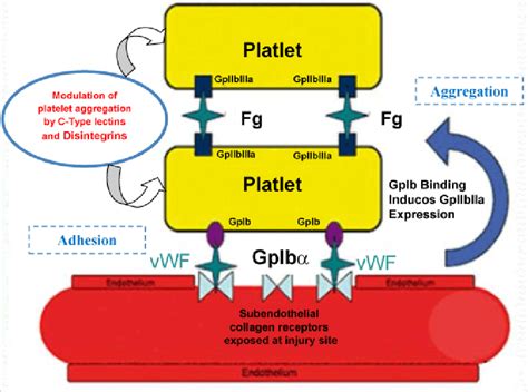 Platelet Aggregation