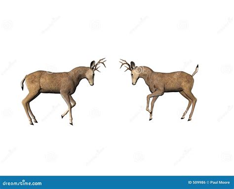 Buck Dual Stock Illustration Illustration Of Forest Wildlife