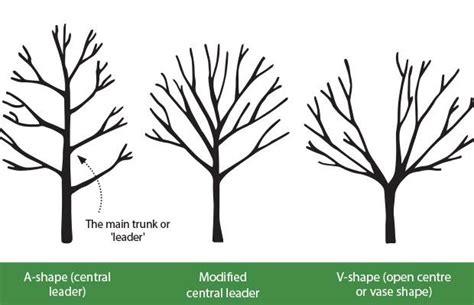 Pruning Pear Trees Diagram