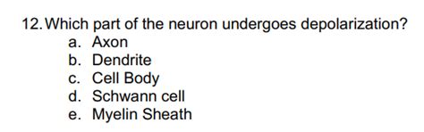 Solved Which Part Of The Neuron Undergoes Depolarizationa