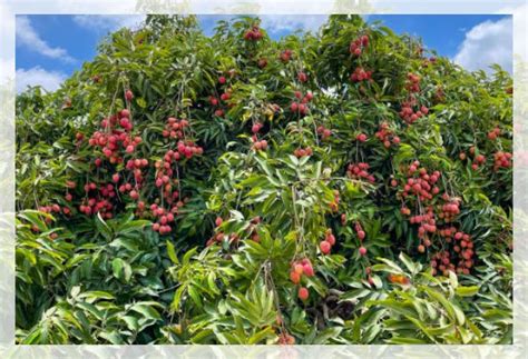 Growing Lychee Fruit Al Ardh Alkhadra