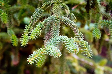 Types Of Fir Trees