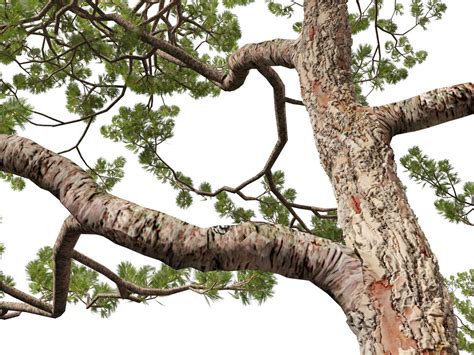 Pinus Elliottii Slash Pine 3d Model By 3dgardenplants
