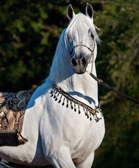 صور خيول اجمل صور خيول قوالب القروض