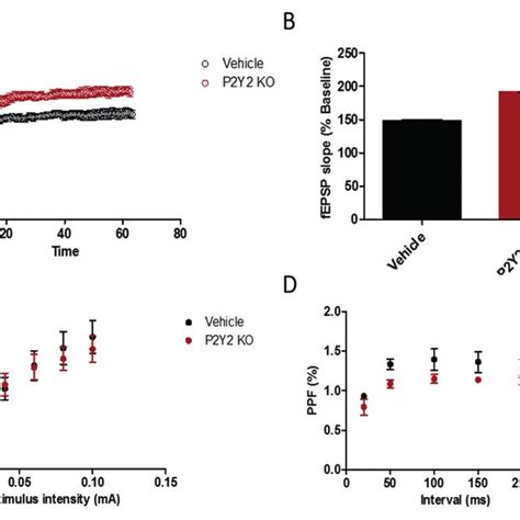 Long Term Potentiation From The Schaffer Collateral In The Ca1 Area Of