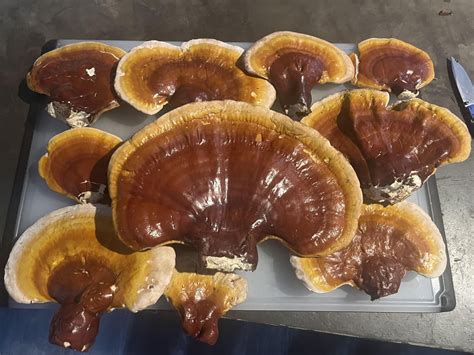 Ganoderma Tsugae Haul From This Weekend In Ne Ohio R Mushroom Hunting