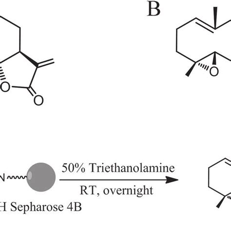 Chemical Structures Of Ptl Dmapt And Dmapt Affinity Probe A Download Scientific Diagram