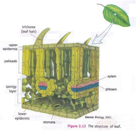 The Structure Of Leaf New Science Biology