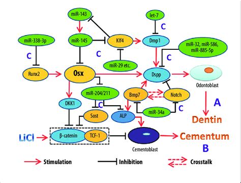 Role Of Osx And Certain Mirnas In Tooth Development A The Role Of Osx Download Scientific