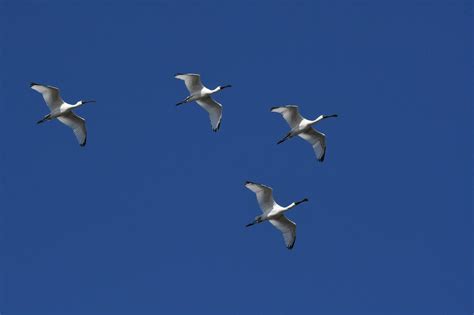 なぎさミュージアム企画展錦江湾奥の湿地の野鳥たちガイドツアー 参加者募集 くすの木自然館