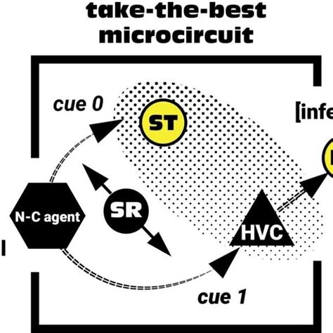 The Take The Best Microcircuit Here The Human Microcircuit Which Download Scientific Diagram