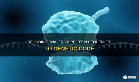 Decoding Dna From Protein Sequences To Genetic Code Medshun