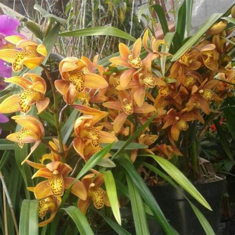 Jual Tanaman Anggrek Cymbidium Chen S Ruby Atau Gold Tiger Indonesia