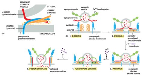 Vesicular Transport The Lysosomal Targeting Paradigm Flashcards Quizlet