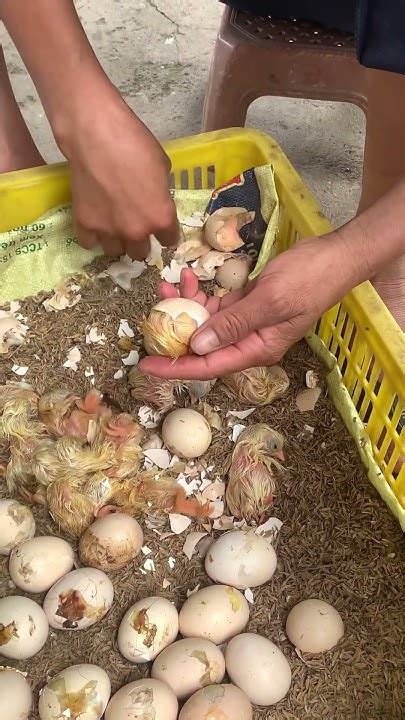 껍질을 벗기지 않고 닭고기를 보관하다 Youtube