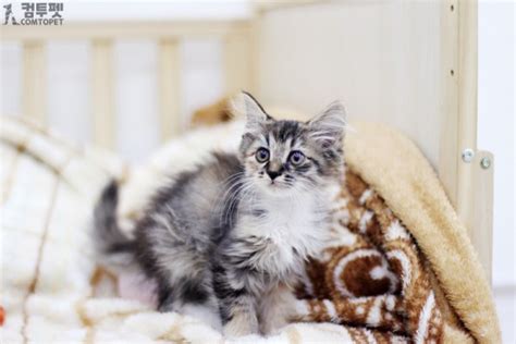스코티쉬스트레이트 Scottish Straight 브리티쉬숏헤어고양이분양 셀커크렉스고양이분양스코티쉬폴드고양이분양 페르시안